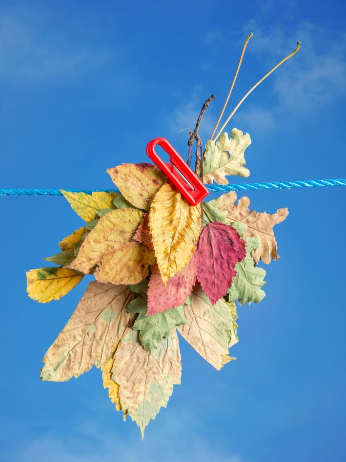 Fall leaf drying stock image. Image of beautiful, blades - 1331269