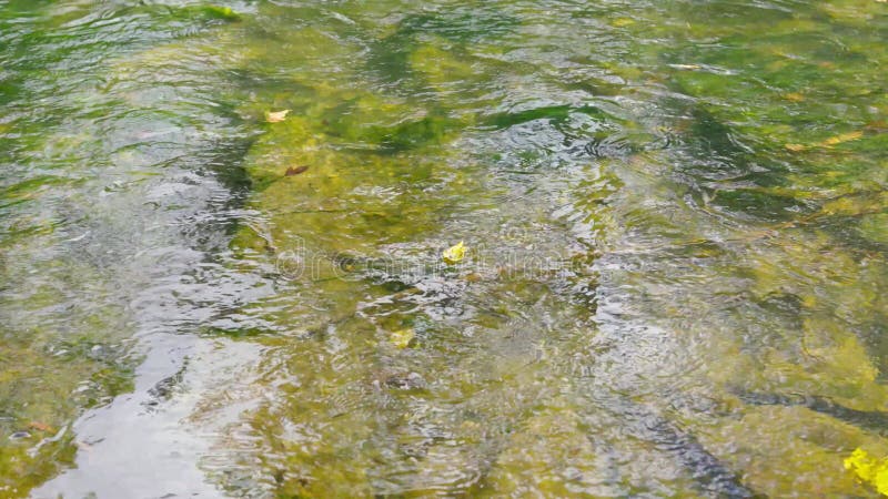 Autumn Leaf in a Stream stock footage. Video of slow - 371970882