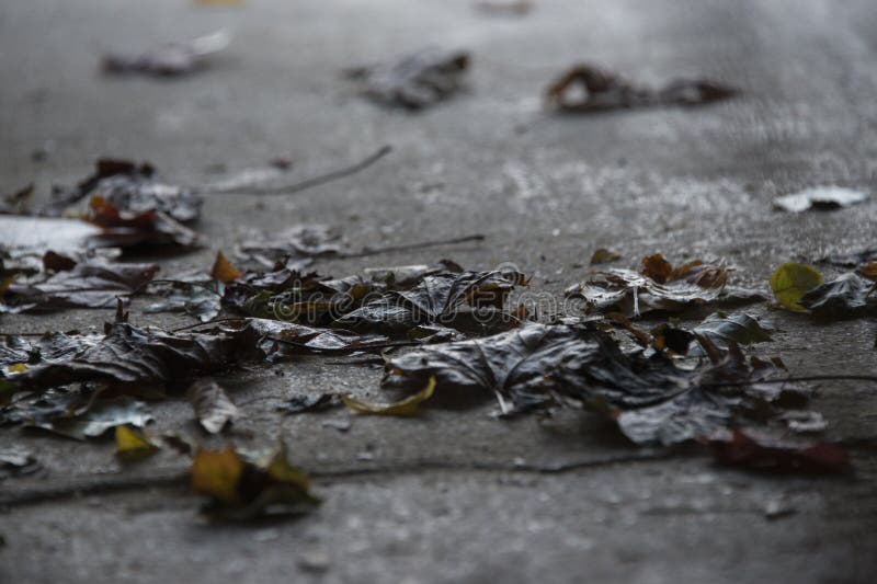 Fall leaf on the ground stock image. Image of nature - 140693553