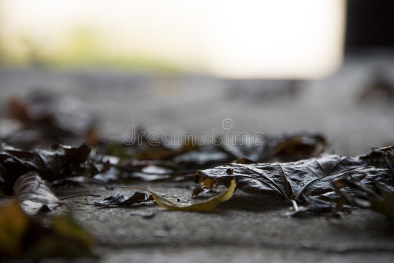 Fall leaf on the ground stock image. Image of nature - 140693553