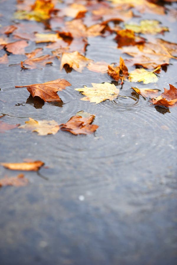 Fall Leaf on the Ground after the Rain Stock Image - Image of leaves ...