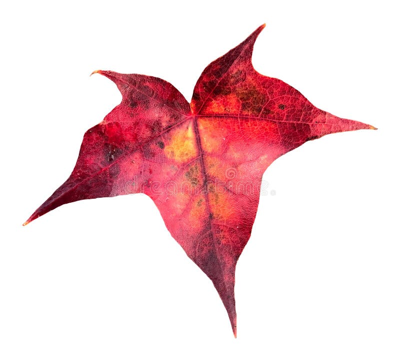 Fall Leaf Isolated stock photo. Image of botanical, close - 85447442