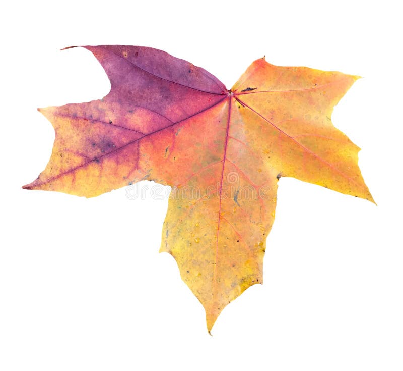 Fall Leaf Isolated stock image. Image of green, colorful - 85447465