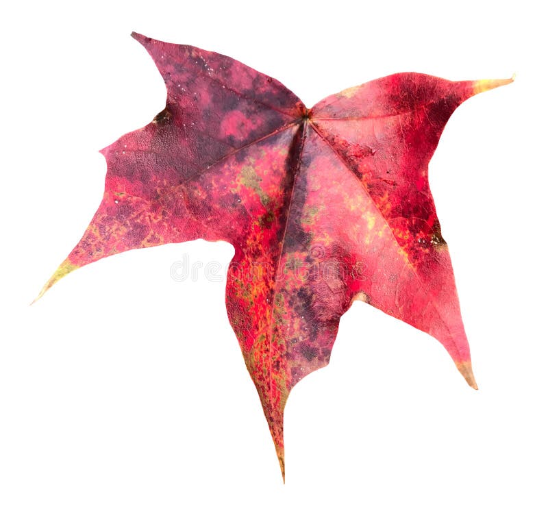 Fall Leaf Isolated stock image. Image of nature, background - 85447595