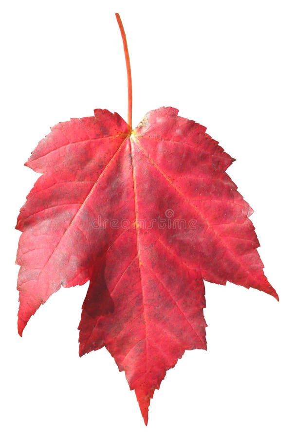 Fall Leaf Isolated stock photo. Image of decor, removed - 85447608