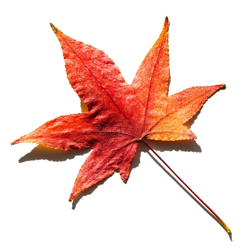 Fall leaf stock photo. Image of golden, isolated, abstract - 78945678