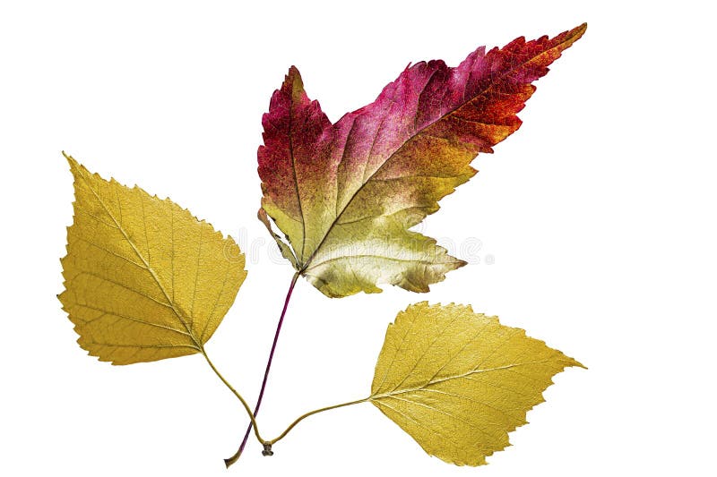 Fall Leaf Isolated on White Background Stock Image - Image of vibrant ...