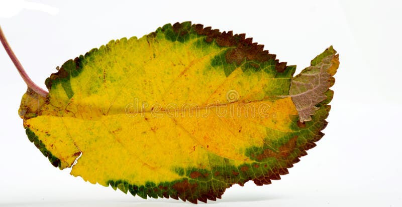 Fall Leaf on White Background Image Stock Photo - Image of fall, close ...