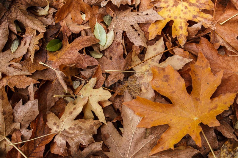 Fall leaf litter stock image. Image of natural, maple - 80101853