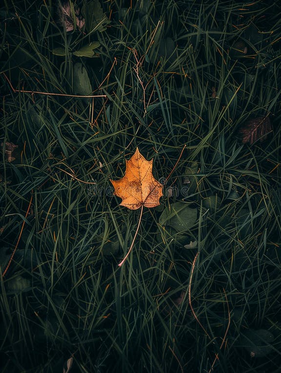 Fall Leaf Lying on Dark Grass Stock Illustration - Illustration of ...