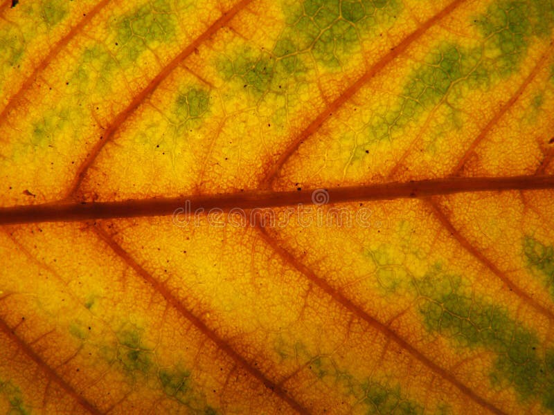 Fall leaf macro stock photo. Image of macro, vein, leaf - 2836830