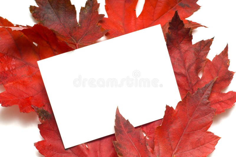 Fall leaves on a tree stock photo. Image of branch, maple - 11466354