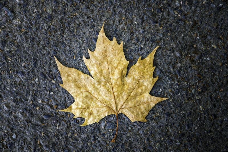 Fall Leaf on Pavement Indicating Change of Season into Fall Stock Image ...