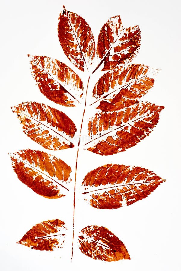 Fall leaf print on paper stock illustration. Illustration of foliage ...