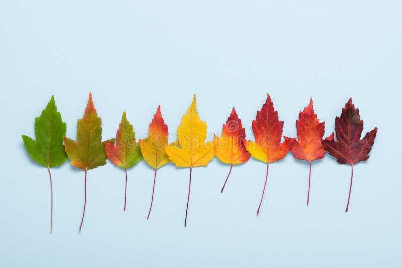 Fall Leaf in a Row Gradient from Green To Dark Red on Blue Pastel ...