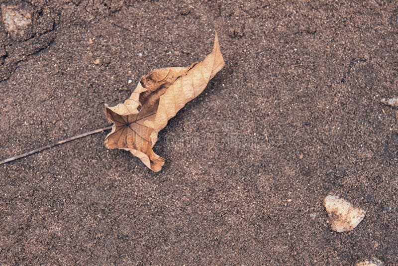 Fall leaf in sand stock image. Image of colors, design - 125995967