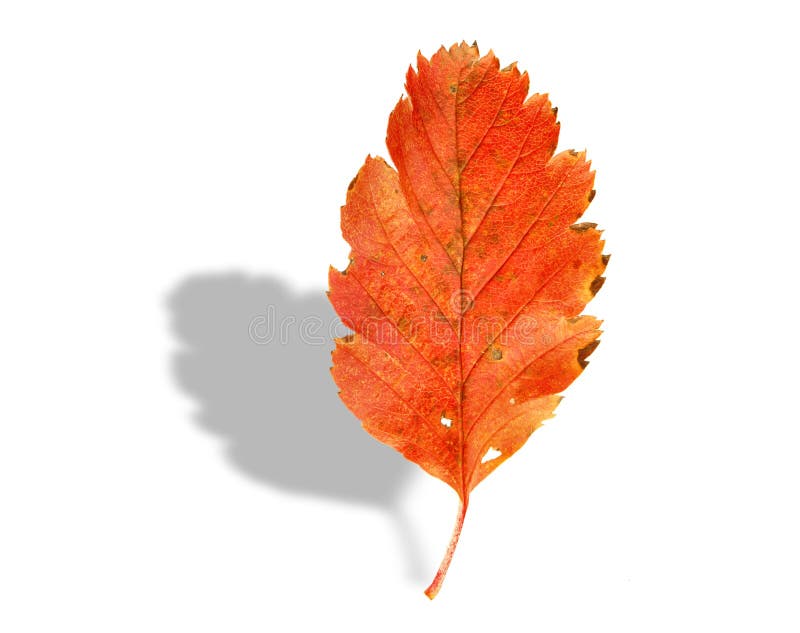 Fall Leaf with Shadow on White Stock Photo - Image of natural, details ...