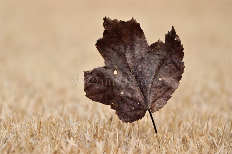 Fall Leaf Standing Up in Winter Grass Stock Photo - Image of winter ...