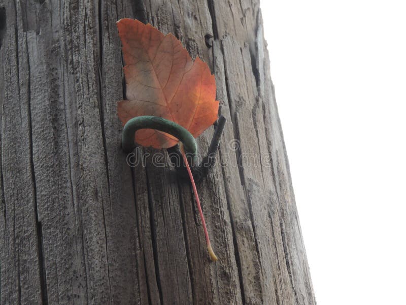 Fall Leaf Stuck in Electricity Pole Stock Photo - Image of electricity ...