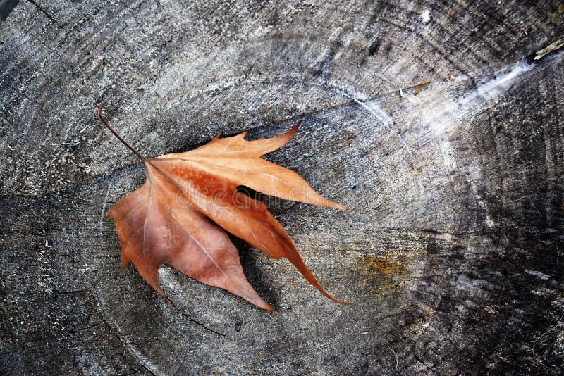 Fall leaf on the stump stock image. Image of wooden - 142098357