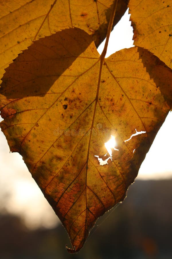 Fall leaf in sun stock image. Image of crack, sunrays - 54202985
