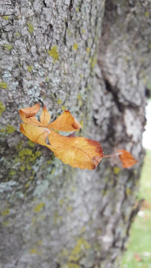 Fall leaf on tree trunk stock photo. Image of trunk - 129867894