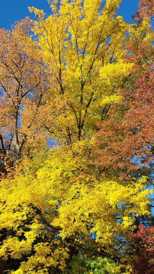 Fall Leaf Trees Changing Yellow Stock Photo - Image of tree, plant ...