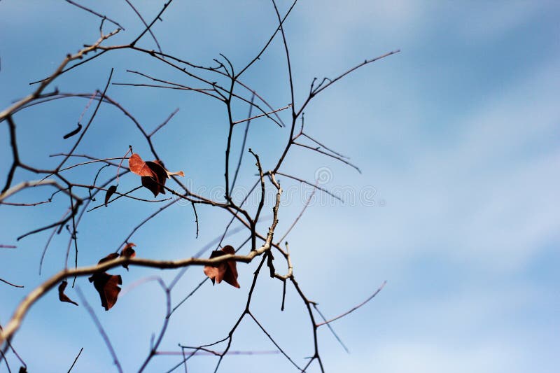 Fall Leafless Tree Against Blue Sky and White Clouds. Stock Image ...