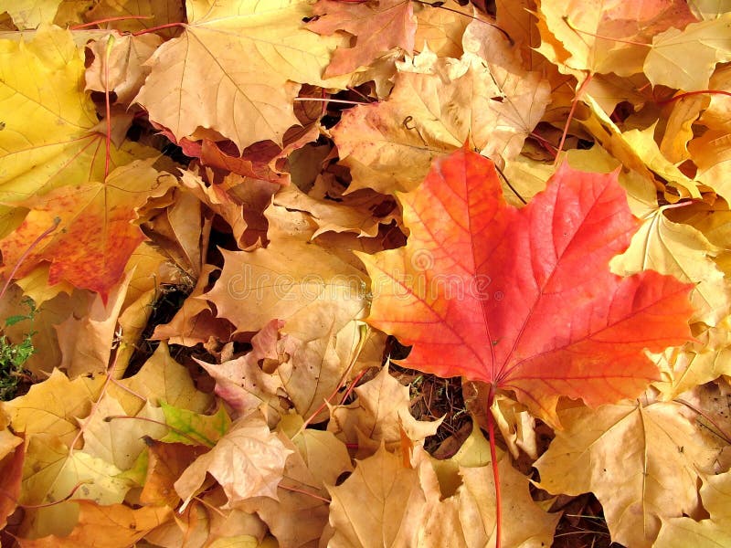 Fall leafs stock photo. Image of organic, botany, tree - 11301664