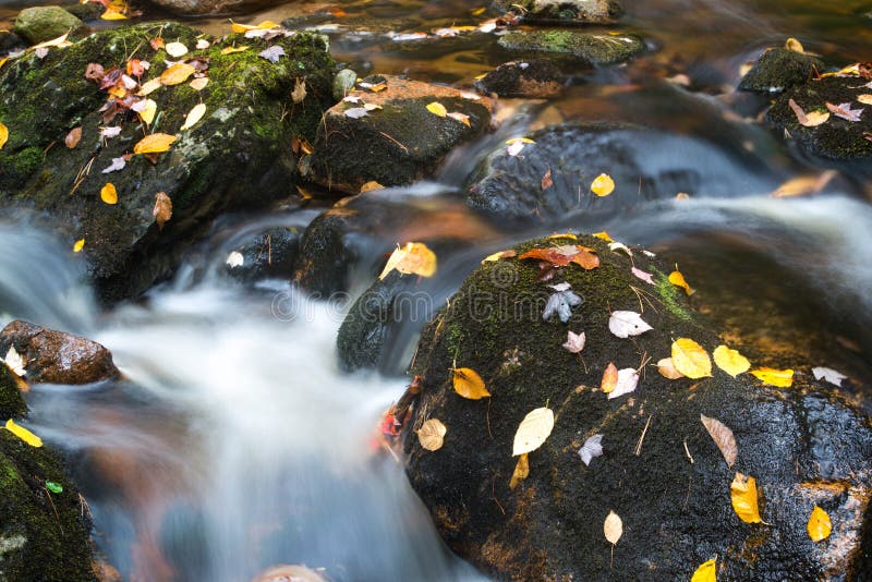 Leaf covered stream stock photo. Image of leaf, grand - 118711380