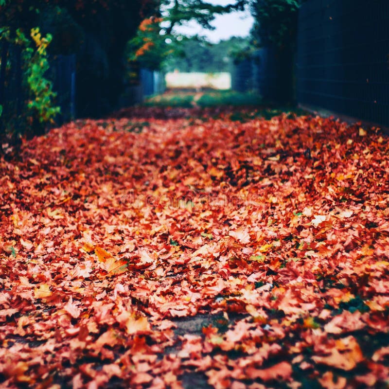 Fall Leafs Way stock photo. Image of sunlight, light - 244952456