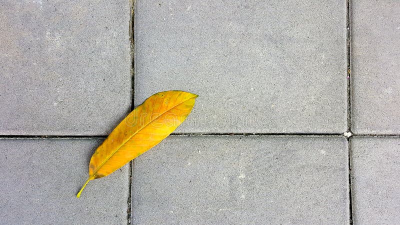 Fall leave on the walkway. stock photo. Image of sidewalk - 88829878