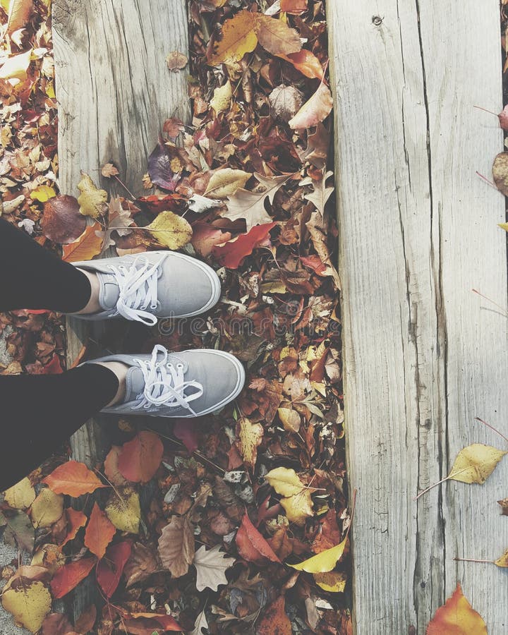 Leaves Bro Stock Photos - Free & Royalty-Free Stock Photos from Dreamstime