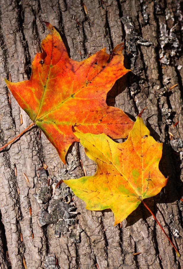Fall Leaves stock image. Image of pair, seasons, outdoors - 10913167