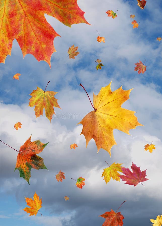 Fall leaves in the wind stock photo. Image of airborne - 11233468