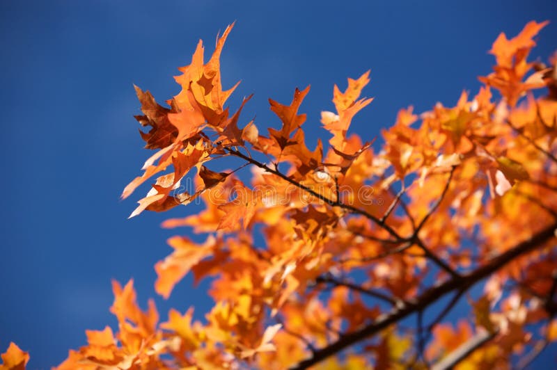 Close-up of Beautiful Orange Color Leaves of Willow Oak Quercus Phellos ...