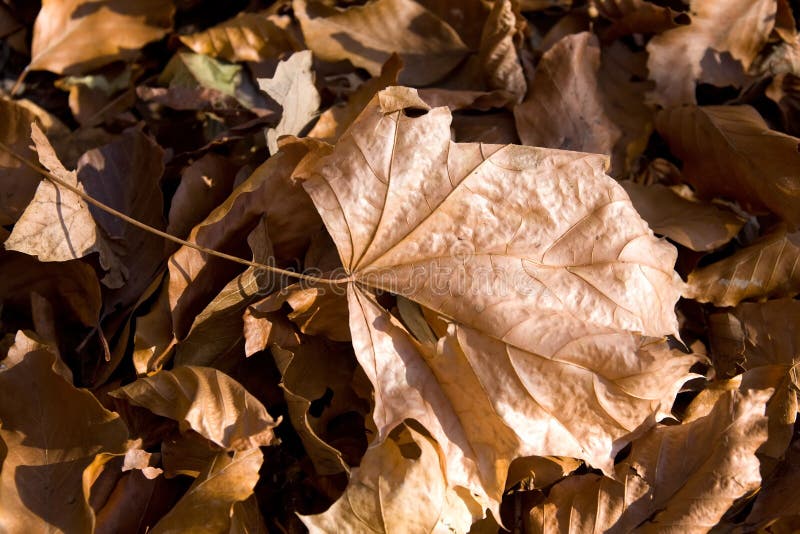 Fall leaves stock image. Image of maple, fall, brown - 12059023