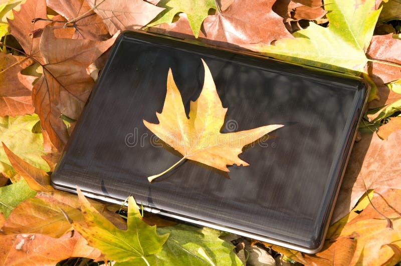 Fall leaves stock image. Image of computer, fall, ground - 13369035