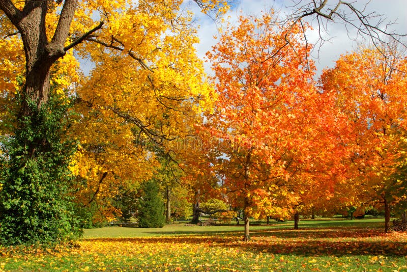 Fall leaves stock image. Image of brush, foliage, gold - 19239119