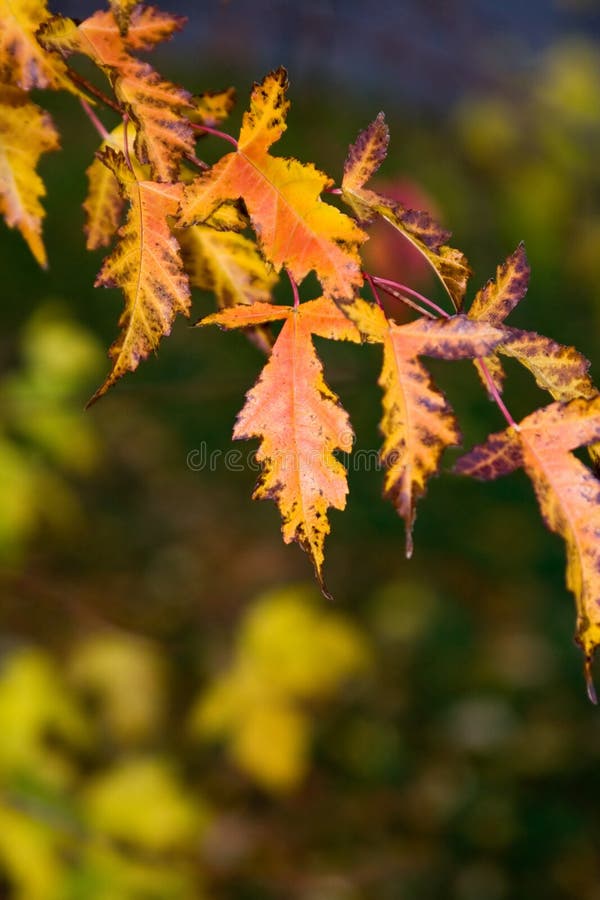Fall Leaves stock image. Image of branch, leaf, branches - 2089735