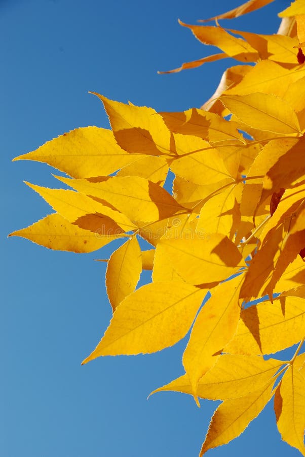 Fall Leaves stock image. Image of season, colored, fall - 25637379