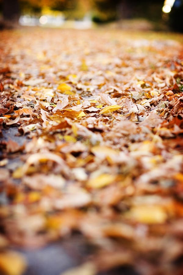 Fall leaves stock photo. Image of outdoors, woodland, world - 295368