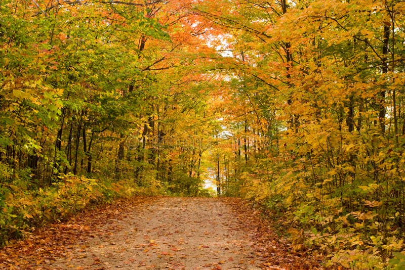 Fall Leaves on White stock photo. Image of cutout, bright - 3642418