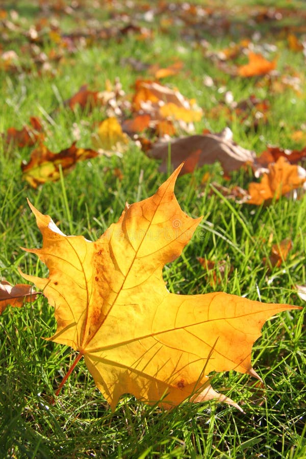 Fall leaves stock photo. Image of green, orange, fall - 3416036