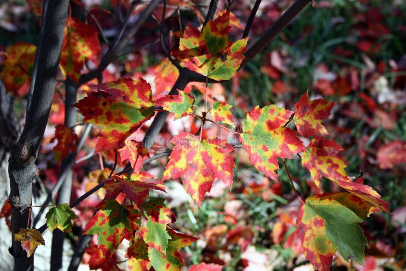 Fall leaves stock photo. Image of beauty, detail, autumnal - 3501396