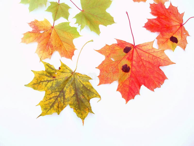 Fall leaves stock photo. Image of rowan, leafy, fallen - 3233738