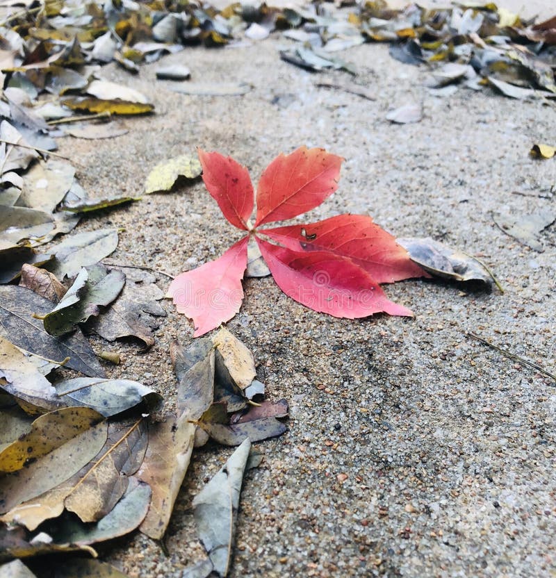 Fall leaves stock image. Image of leaves, abstract, rest - 130820967