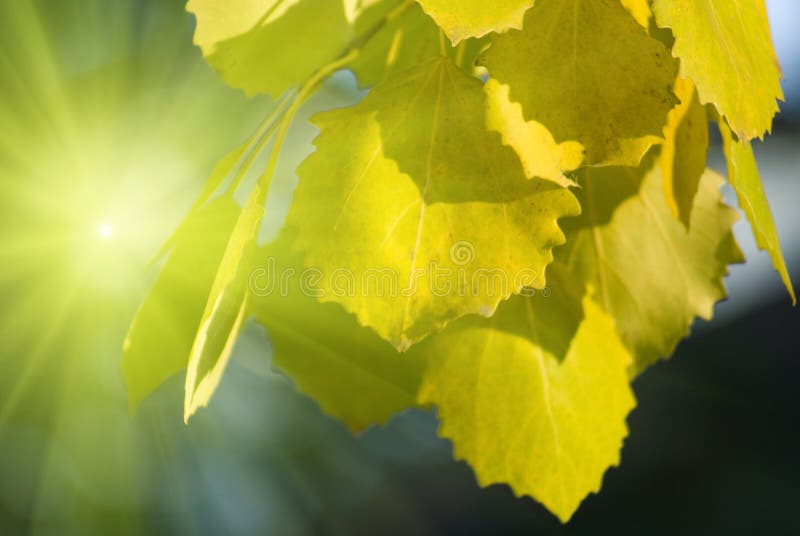 Fall leaves of aspen stock photo. Image of pure, biology - 6576772