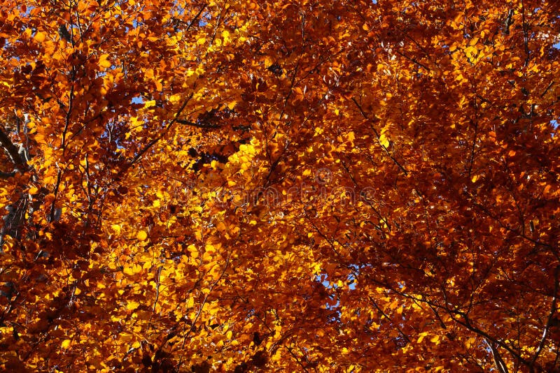 Fall Leaves Autum Orange Tree As Texture. Stock Photo - Image of yellow ...