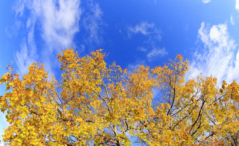 Fall Leaves stock photo. Image of bright, blue, winter - 94926280